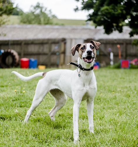 Win Big 4 Pets - Blue Cross